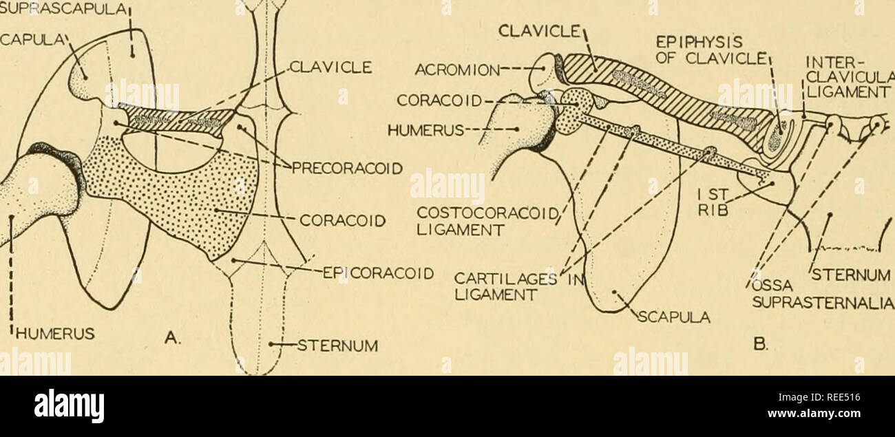 Tissue diagrams hi-res stock photography and images - Alamy