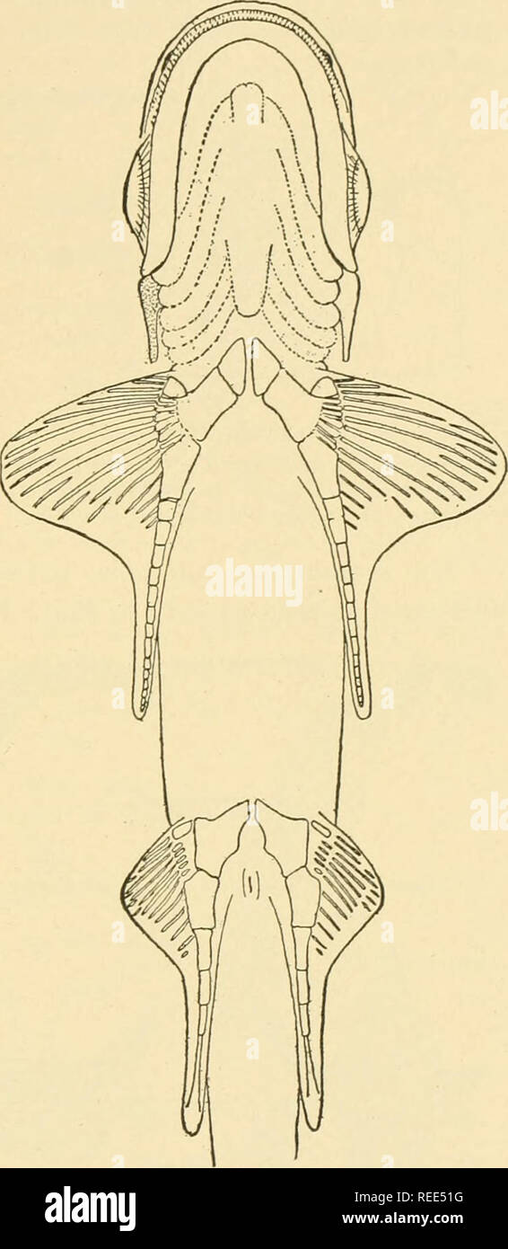 . Comparative anatomy. Anatomy, Comparative. THE SKELETAL SYSTEM 239 ...