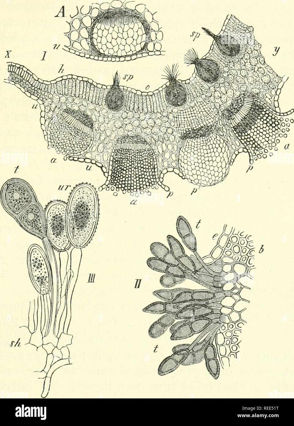 . Comparative morphology and biology of the fungi, mycetozoa and ...