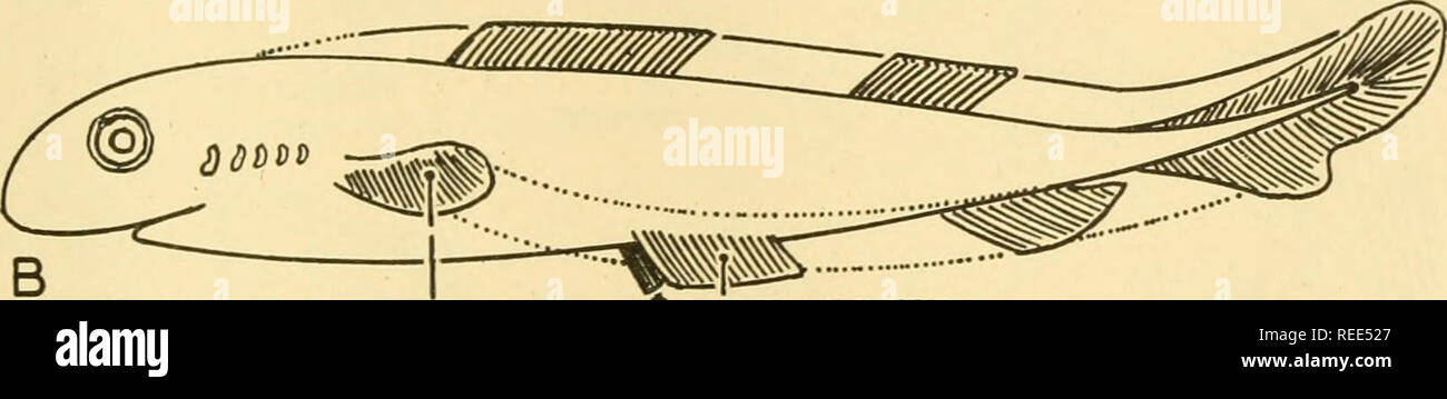 . Comparative anatomy. Anatomy, Comparative. PAIRED FIN-FOLDS MEDIAN ...