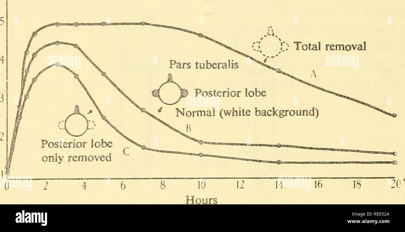 Pars tuberalis hi-res stock photography and images - Alamy