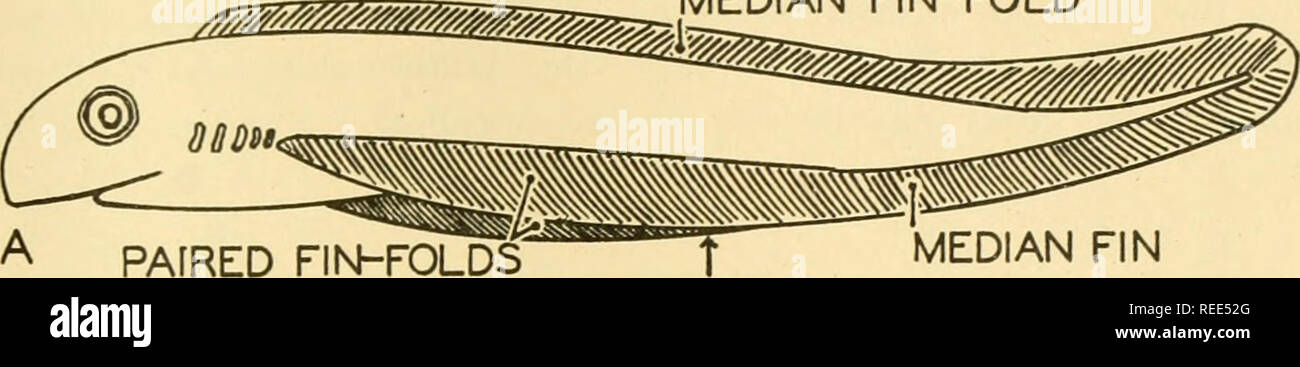 Connective and support tissue hi-res stock photography and images - Alamy