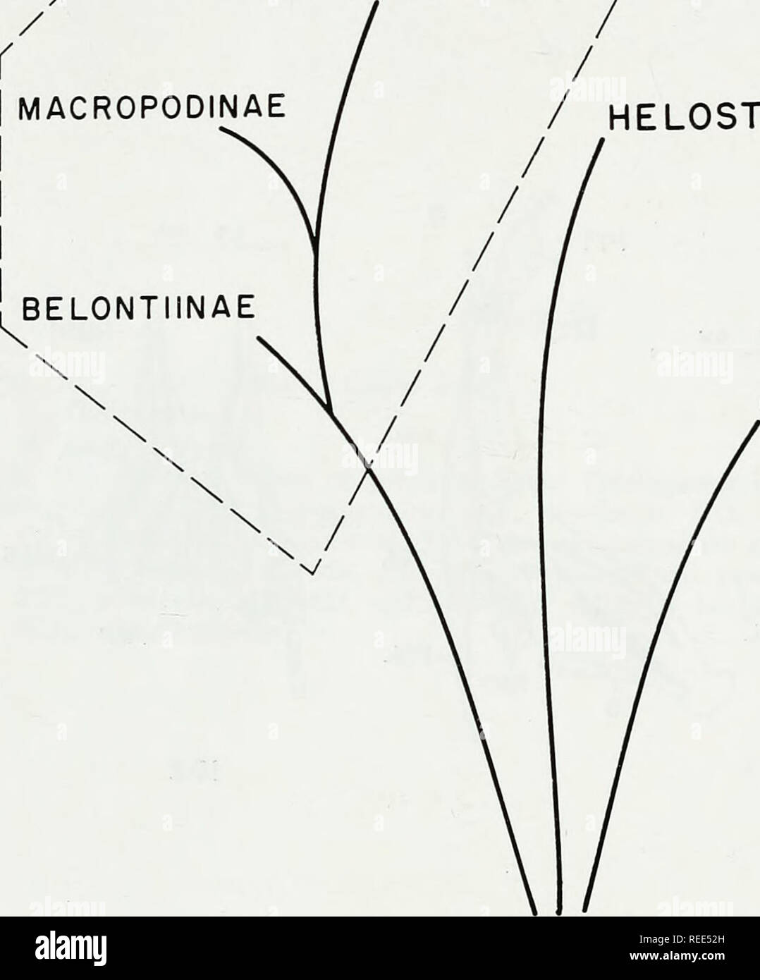 Helostomatidae hi-res stock photography and images - Alamy