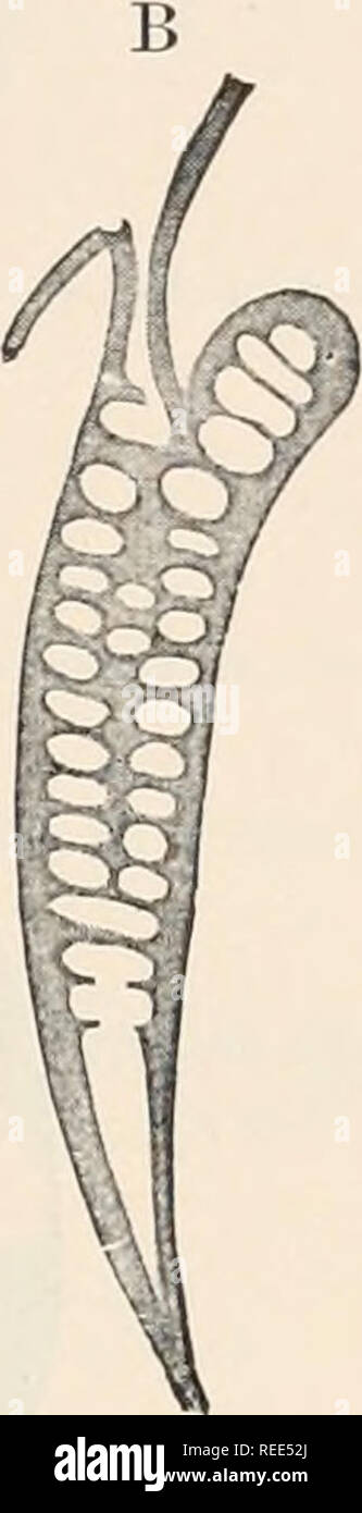 . Comparative anatomy of vertebrates. Anatomy, Comparative; Vertebrates ...
