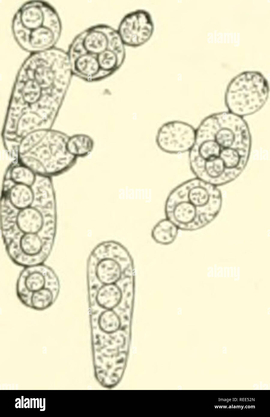 . Comparative morphology and biology of the fungi, mycetozoa and ...
