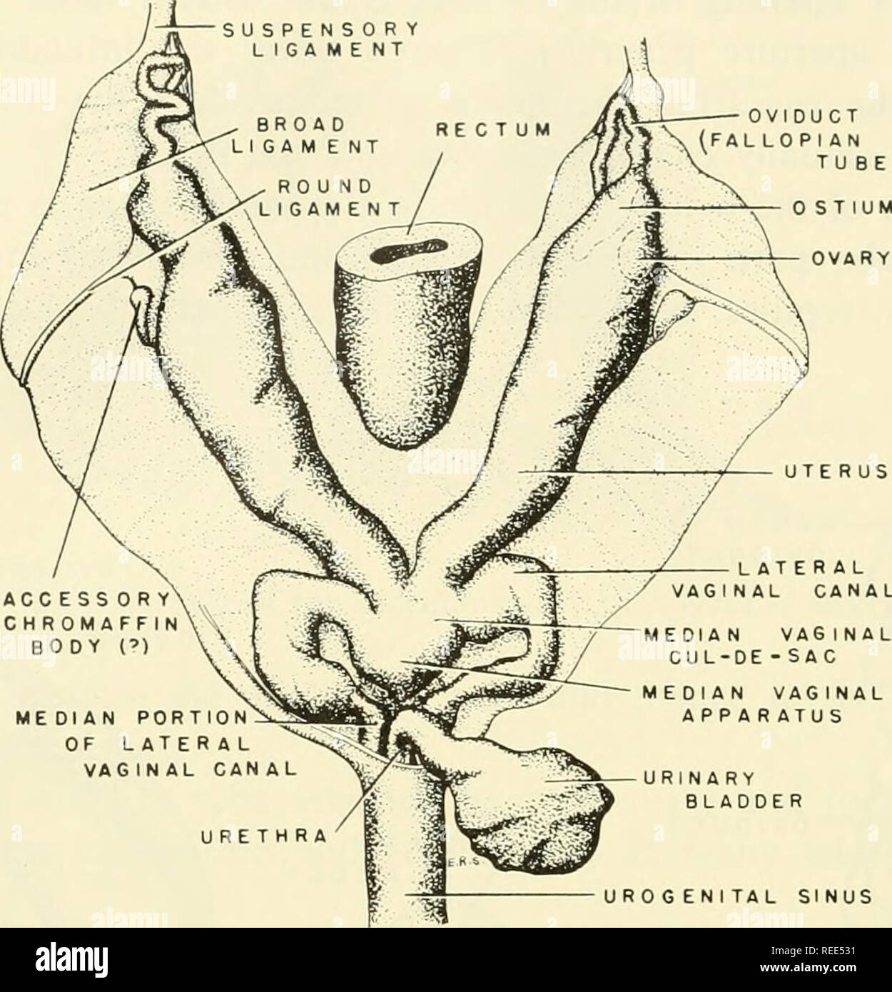 . Comparative embryology of the vertebrates; with 2057 drawings and ...