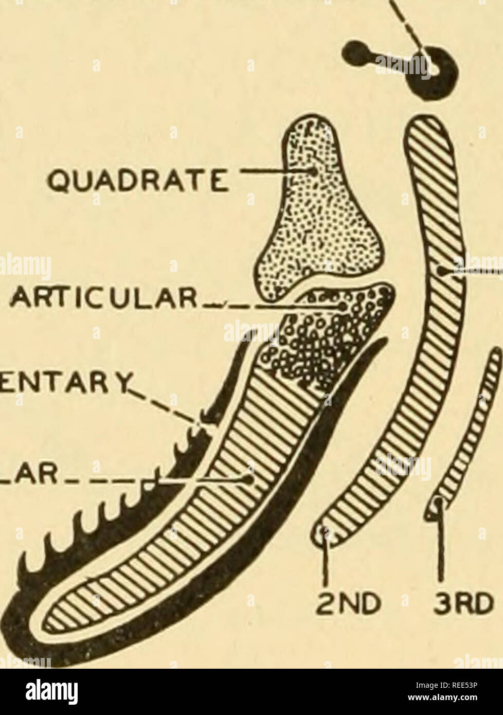 Platyhelminthes Anatomy