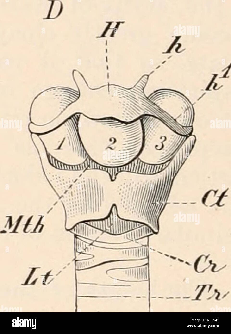 . Comparative anatomy of vertebrates. Anatomy, Comparative; Vertebrates ...