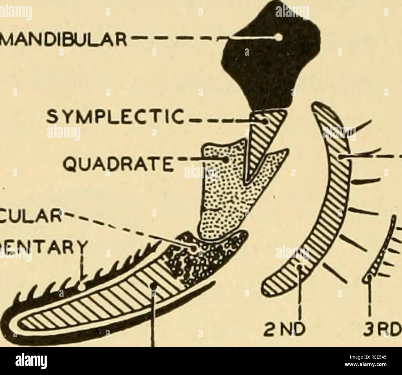 . Comparative anatomy. Anatomy, Comparative. ARTICULAR- DENTARY ...