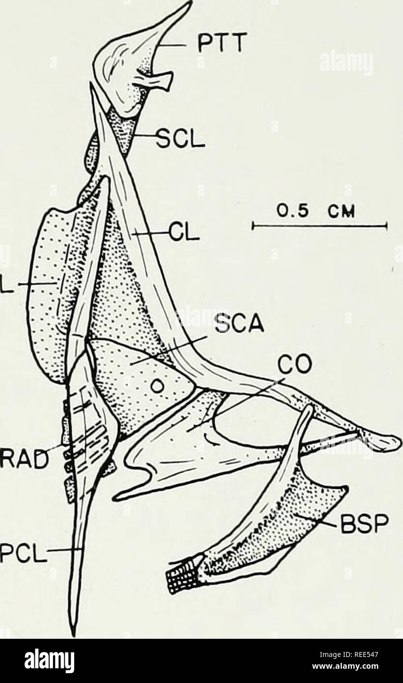 . The comparative osteology and phylogeny of the Anabantoidei ...