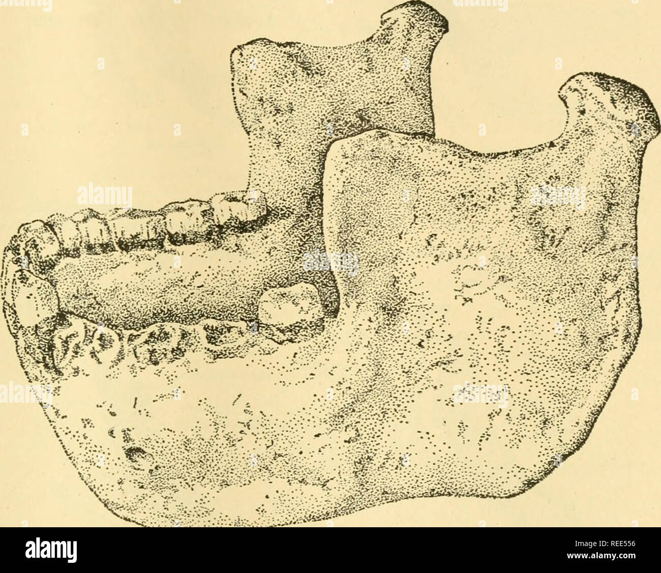 . Comparative anatomy. Anatomy, Comparative. THE SKELETAL SYSTEM 233 ...