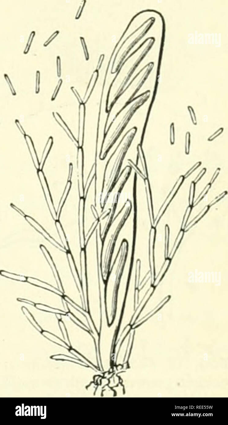 . Comparative morphology and biology of the fungi, mycetozoa and ...