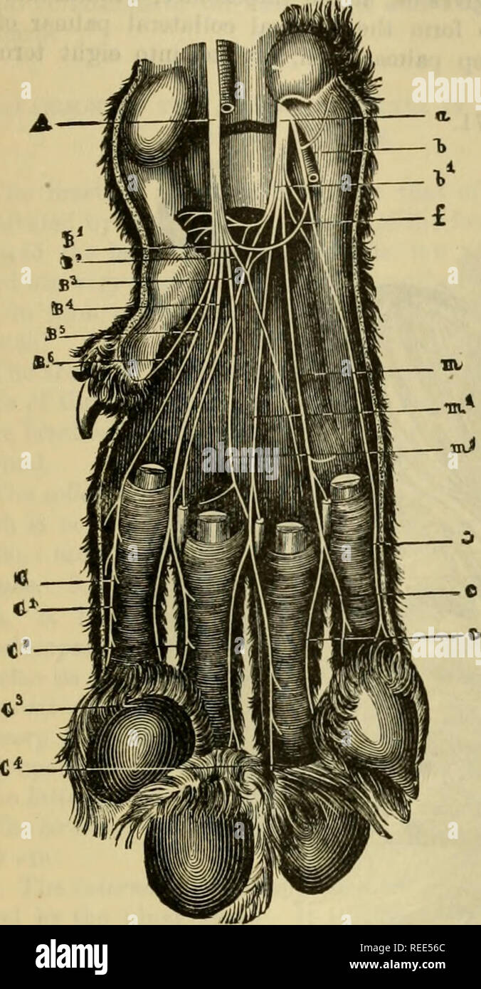. The comparative anatomy of the domesticated animals. Veterinary ...
