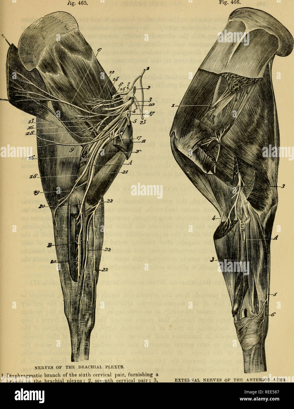 . The comparative anatomy of the domesticated animals. Veterinary ...