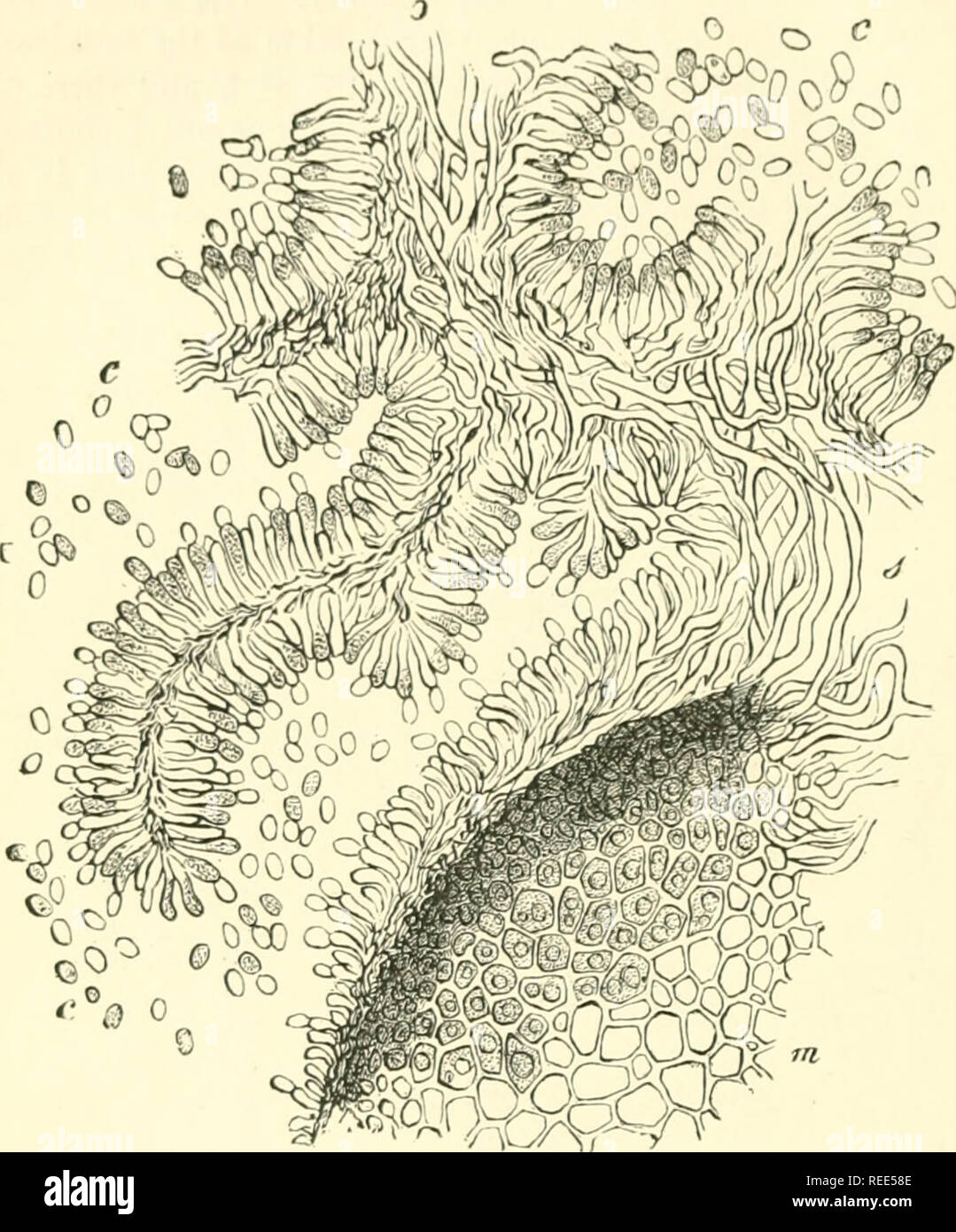 . Comparative morphology and biology of the fungi, mycetozoa and ...