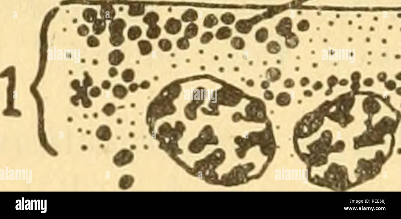 . Comparative animal physiology. Physiology, Comparative; Physiology ...