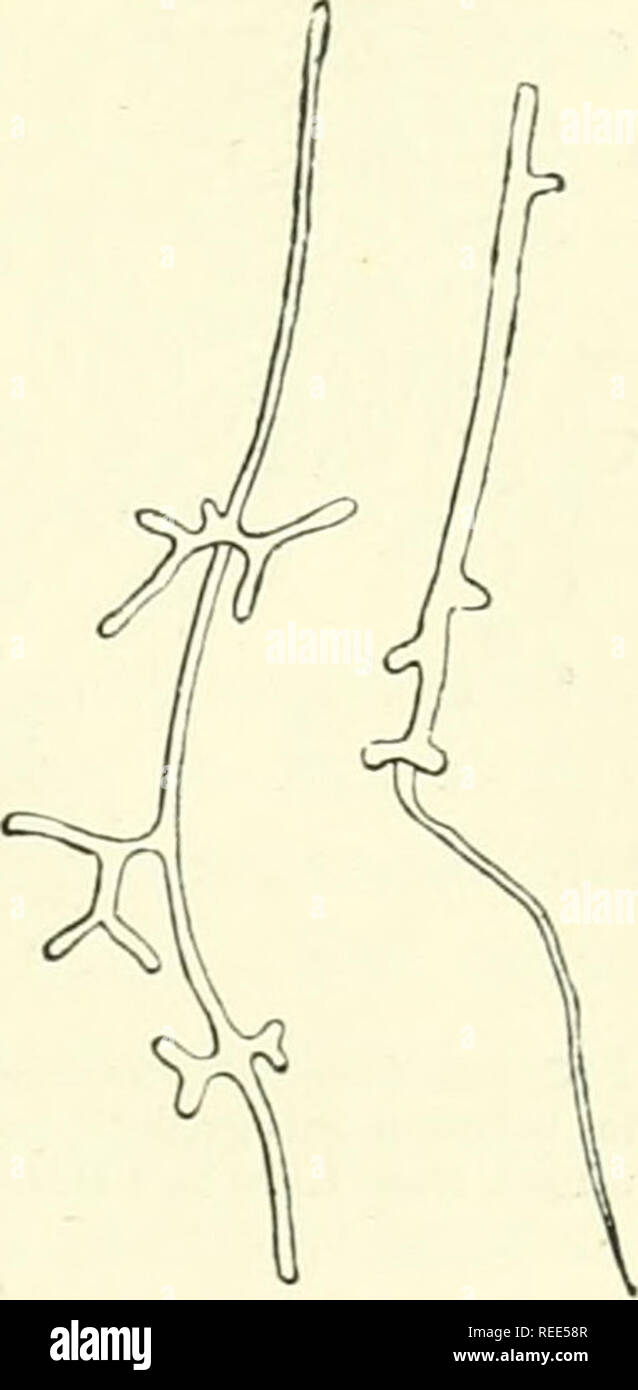 . Comparative morphology and biology of the fungi, mycetozoa and ...