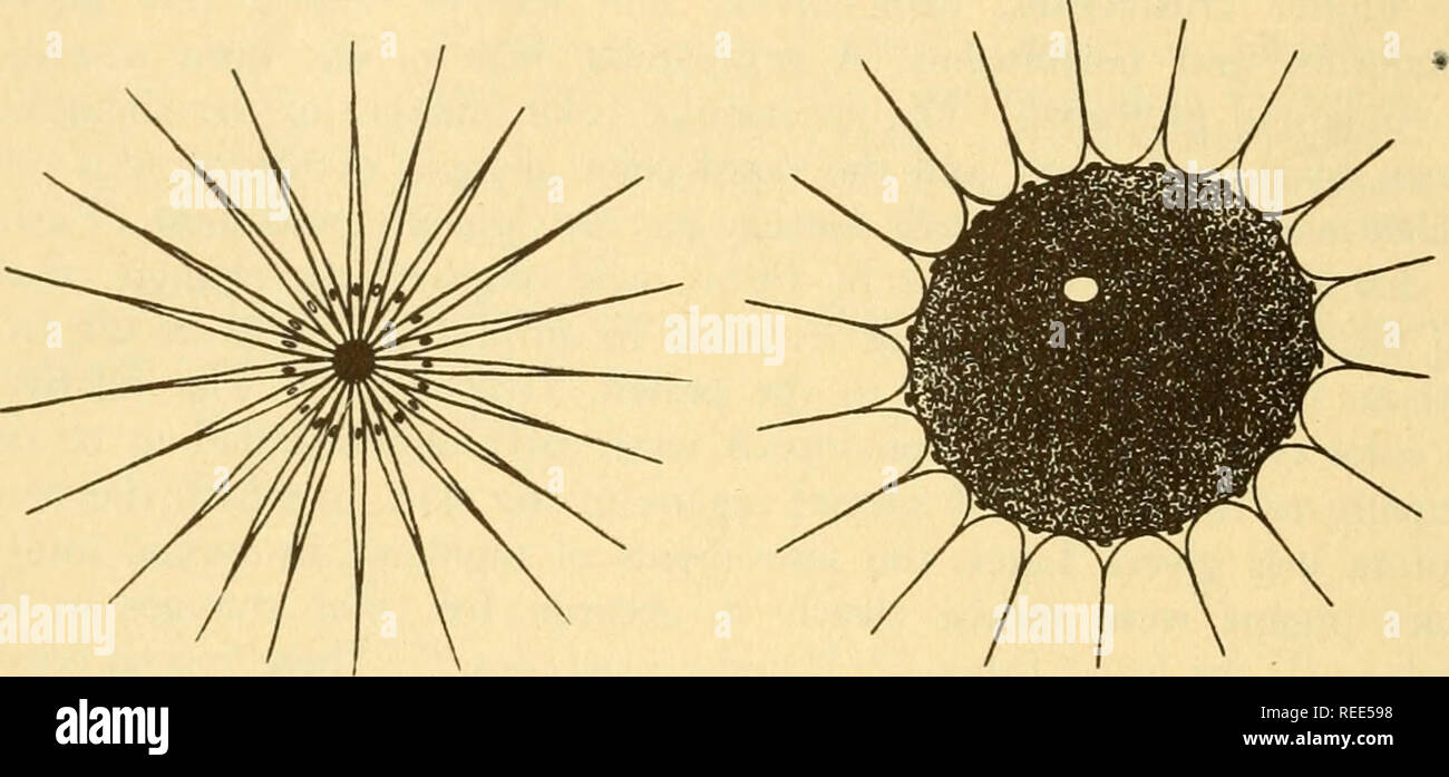 . Comparative animal physiology. Physiology, Comparative; Physiology ...