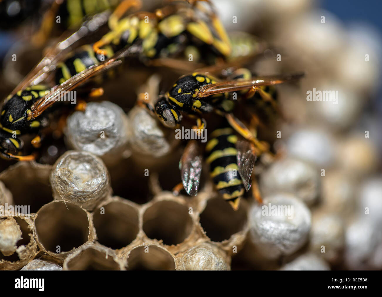 Macro picture of wasps sitting on its wasp nest in a living room Stock ...