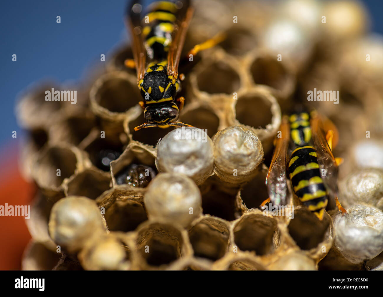 Macro picture of wasps sitting on its wasp nest in a living room Stock ...