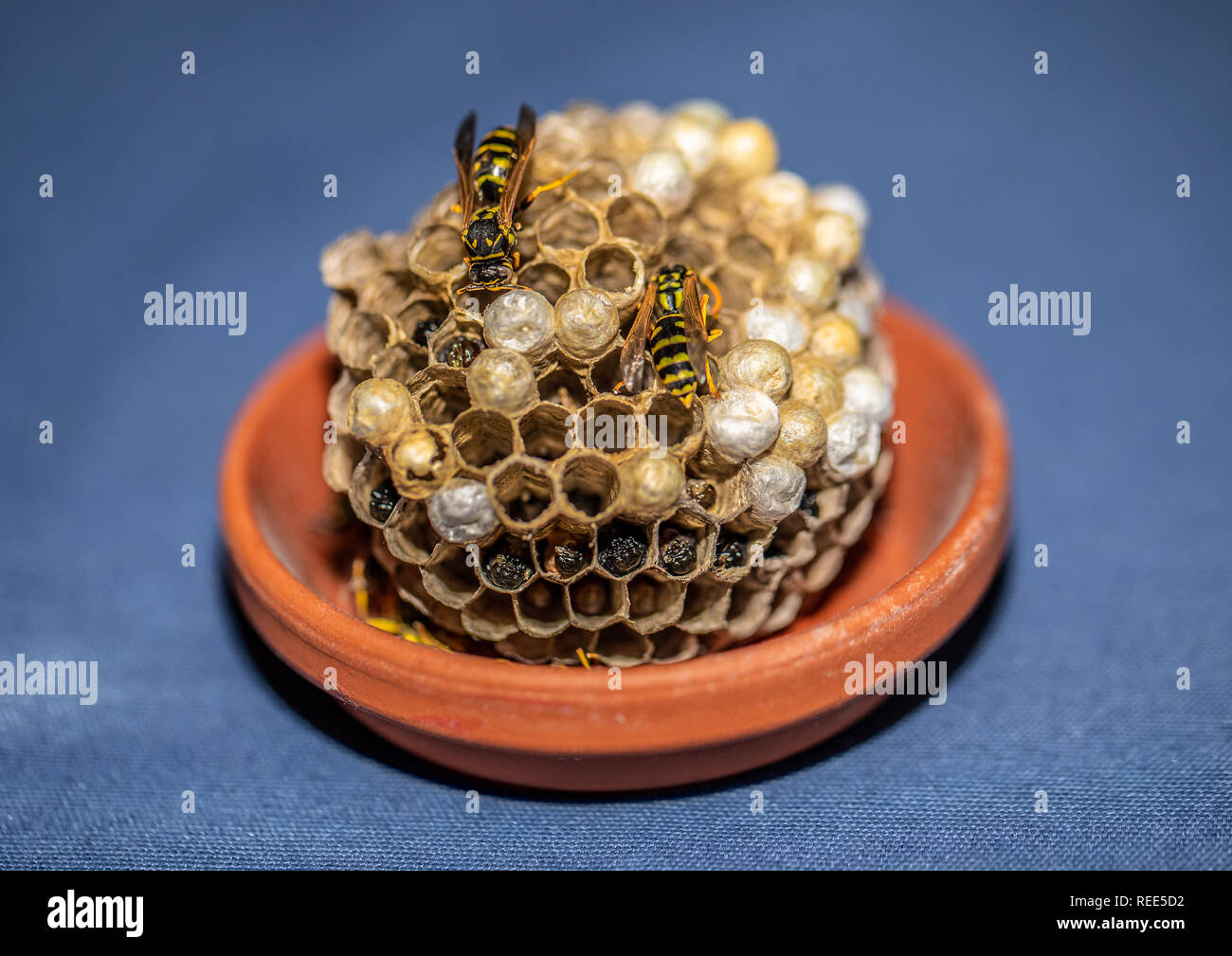 Picture of wasps sitting on its wasp nest in a living room Stock Photo ...