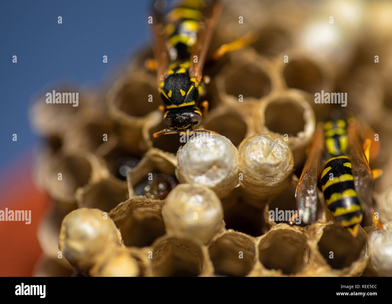 Macro picture of wasps sitting on its wasp nest in a living room Stock ...