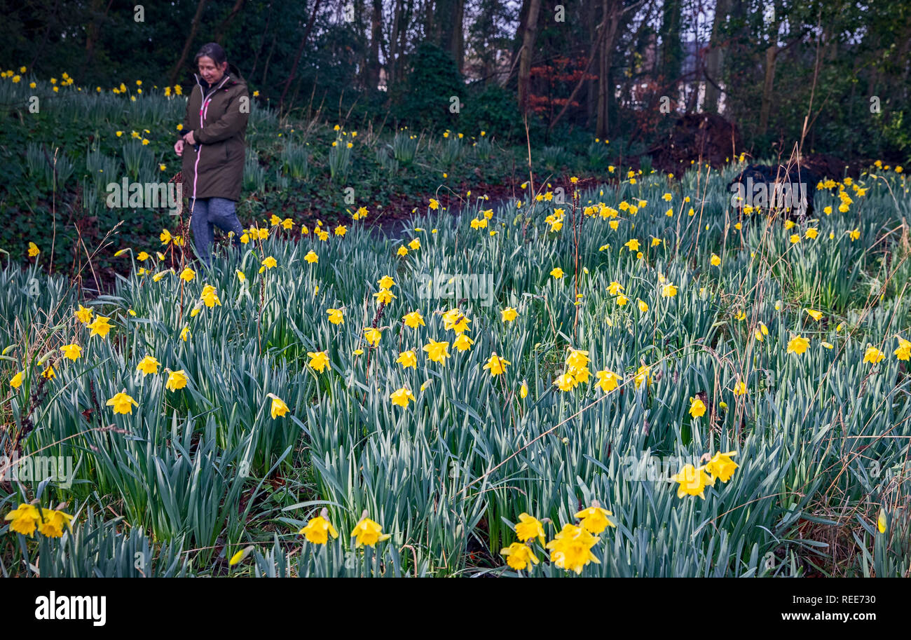 A woman walks past daffodils in Woolton, Liverpool, which have bloomed ...