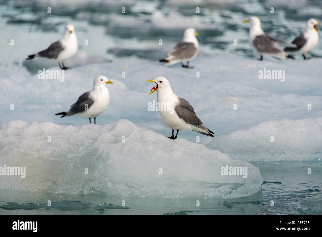 Seagull with open beak in Svalbard Stock Photo - Alamy