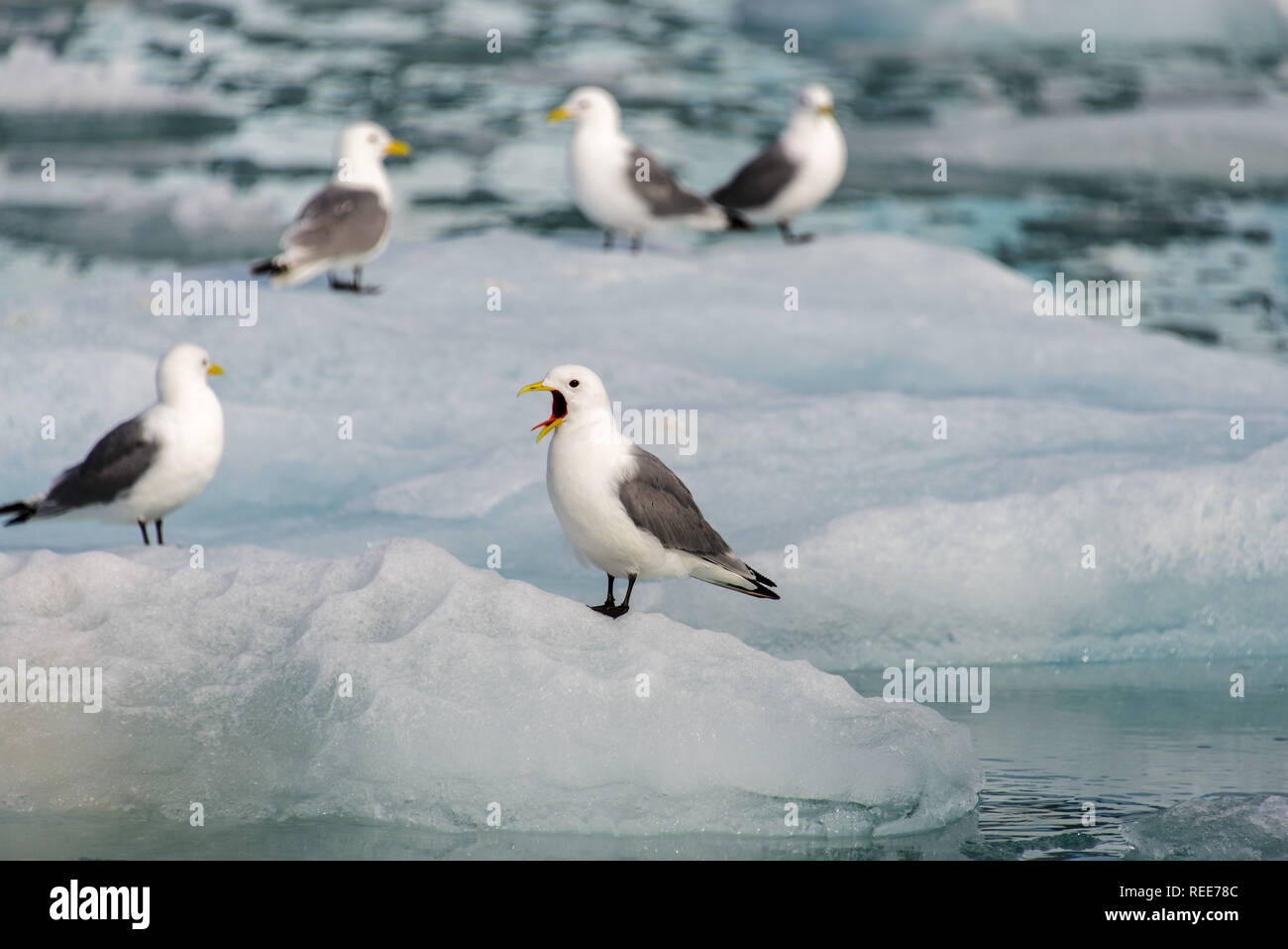 Seagull with open beak in Svalbard Stock Photo - Alamy