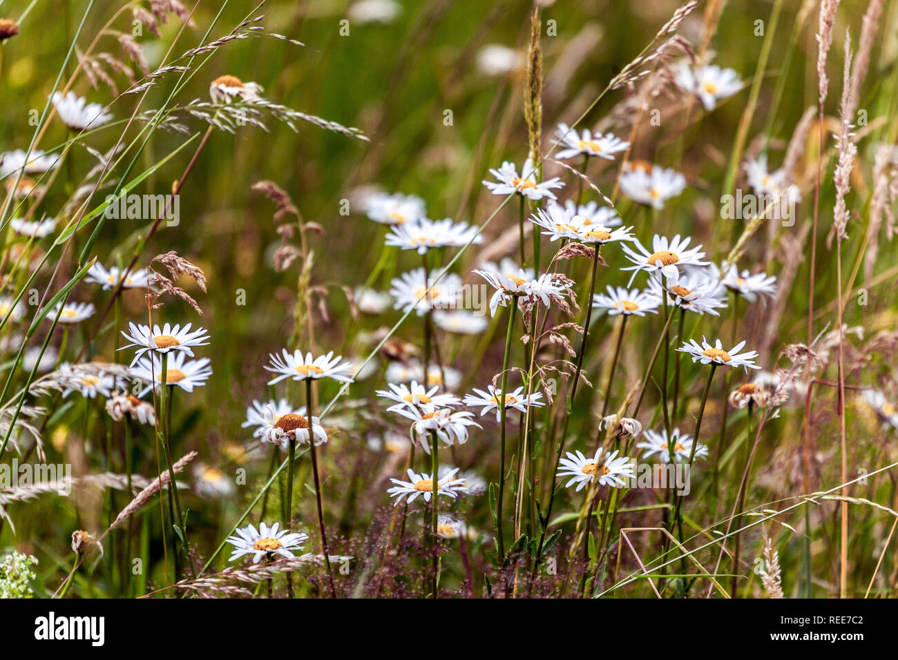 Grass and daisy meadow hi-res stock photography and images - Alamy