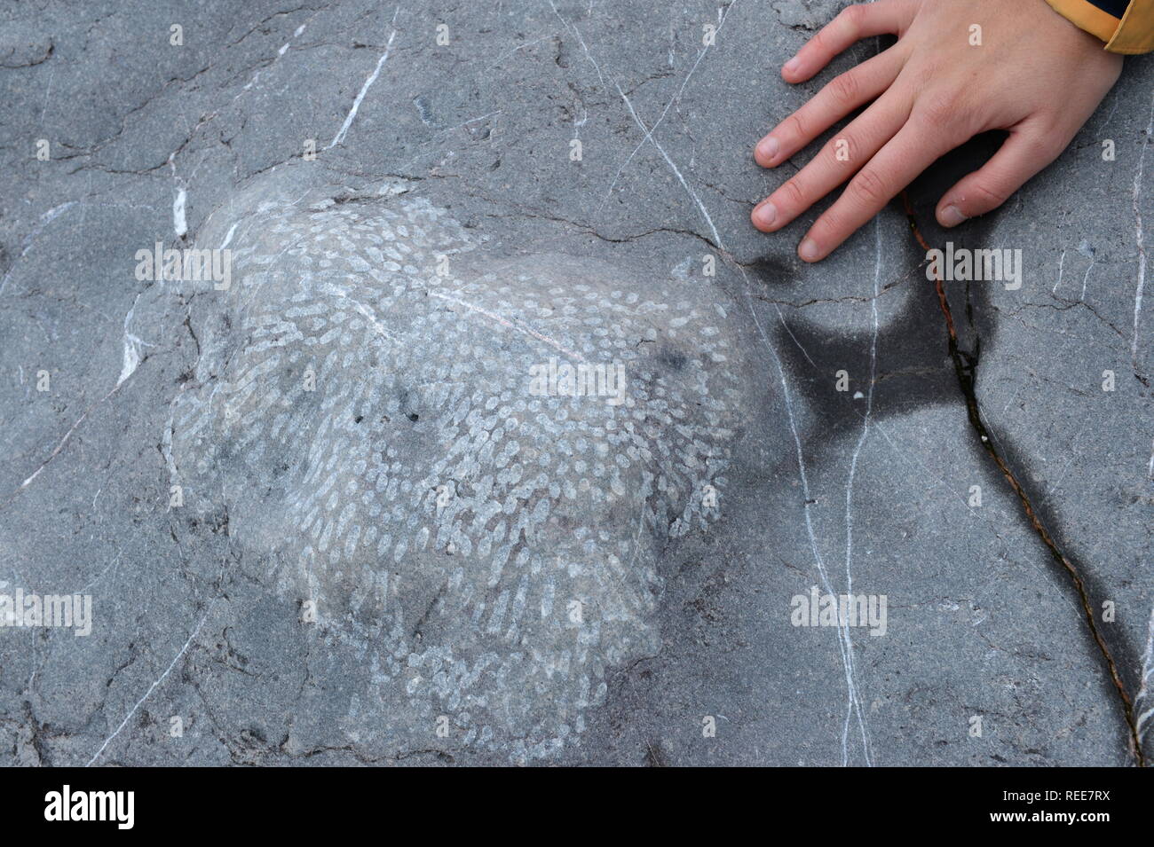 Investigating a colonial fossil outcrop exposed at low tide in ...