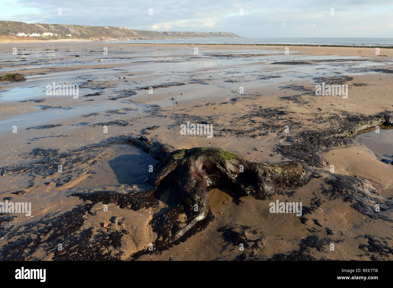 Ancient forest tree trunks revealed at low tide Port Eynon Bay. Swansea ...