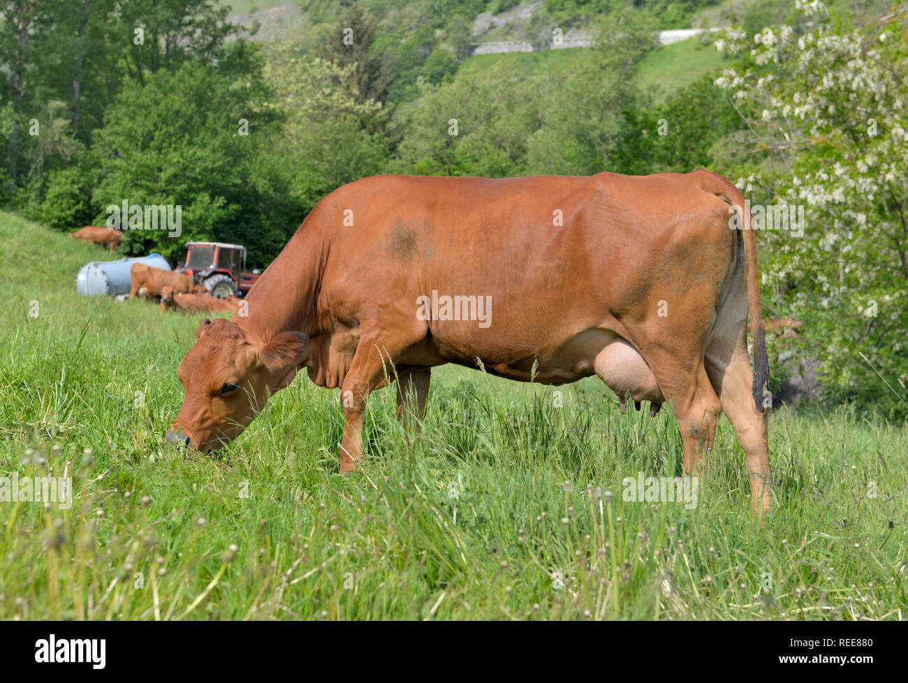 Tarentaise cattle hi-res stock photography and images - Alamy