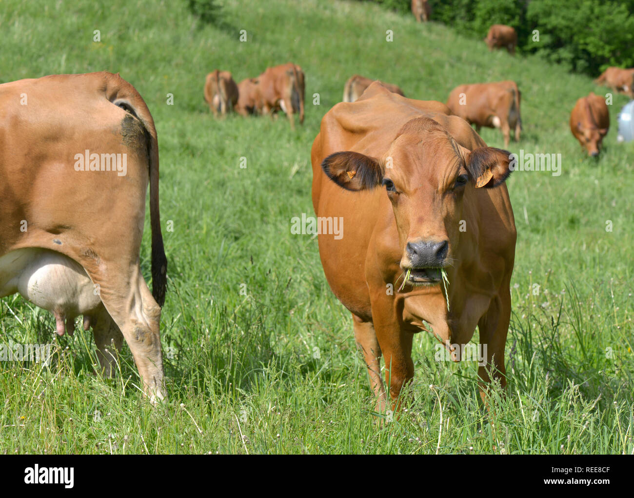 Tarentaise cow hi-res stock photography and images - Alamy