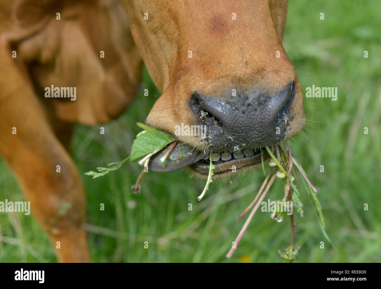 Cow eating grass hi-res stock photography and images - Alamy