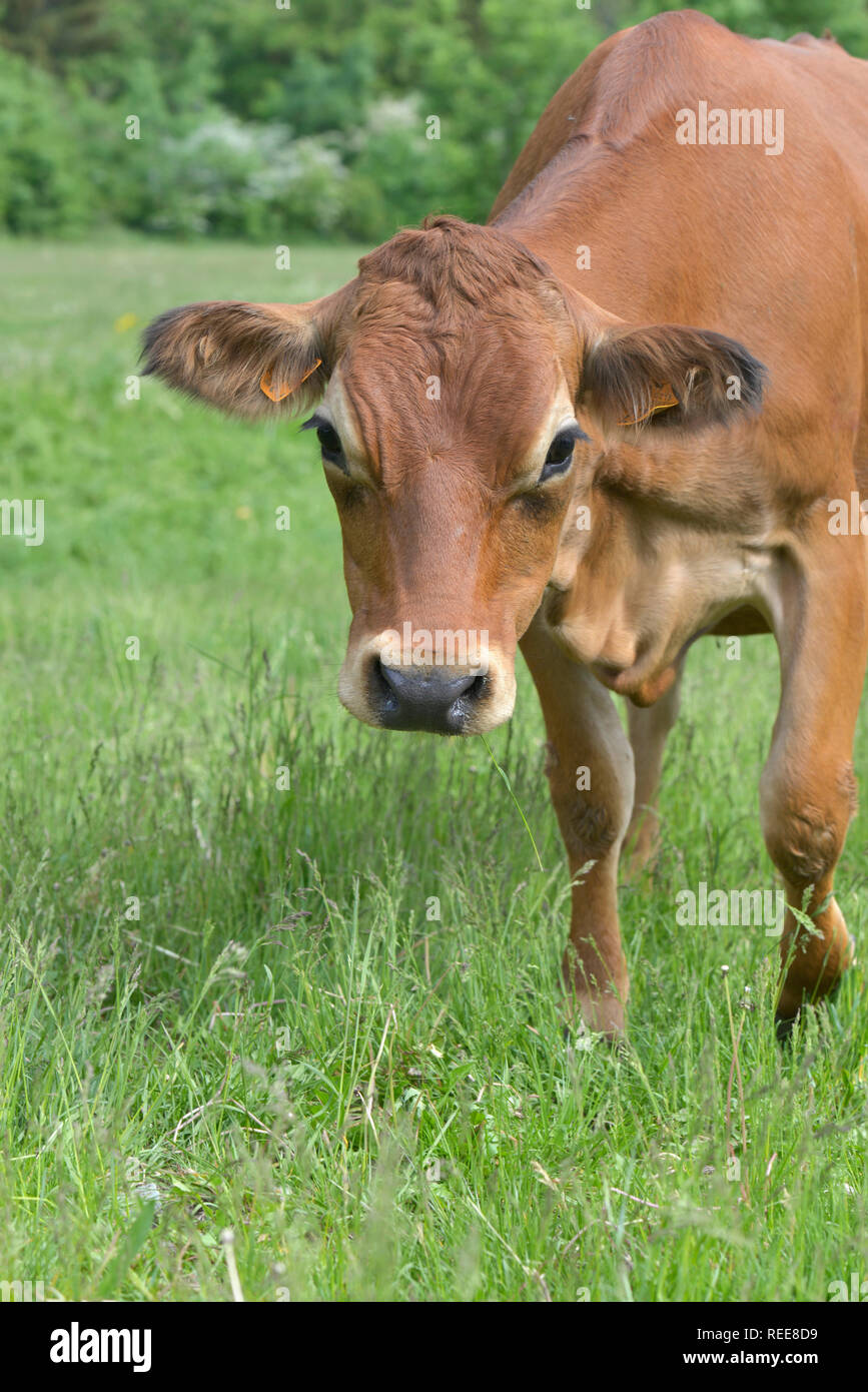 Tarentaise cow hi-res stock photography and images - Alamy