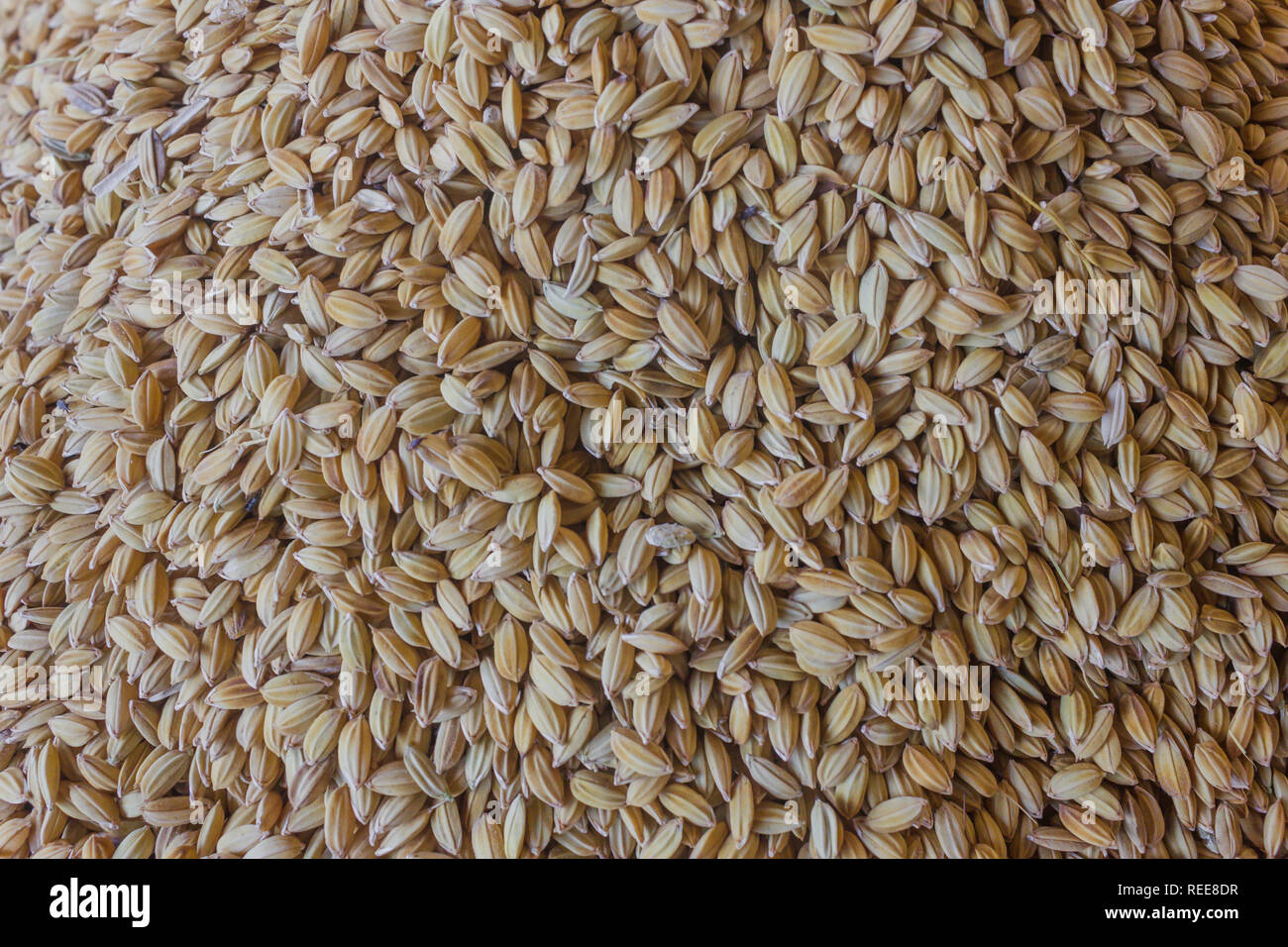 Unhusked Rice High Resolution Stock Photography and Images - Alamy