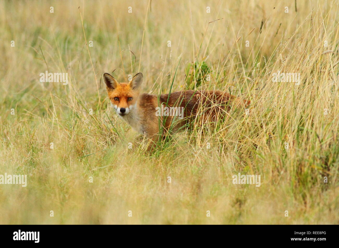 Urban fox scotland hi-res stock photography and images - Alamy