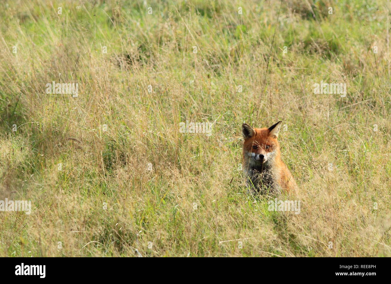 Urban fox scotland hi-res stock photography and images - Alamy