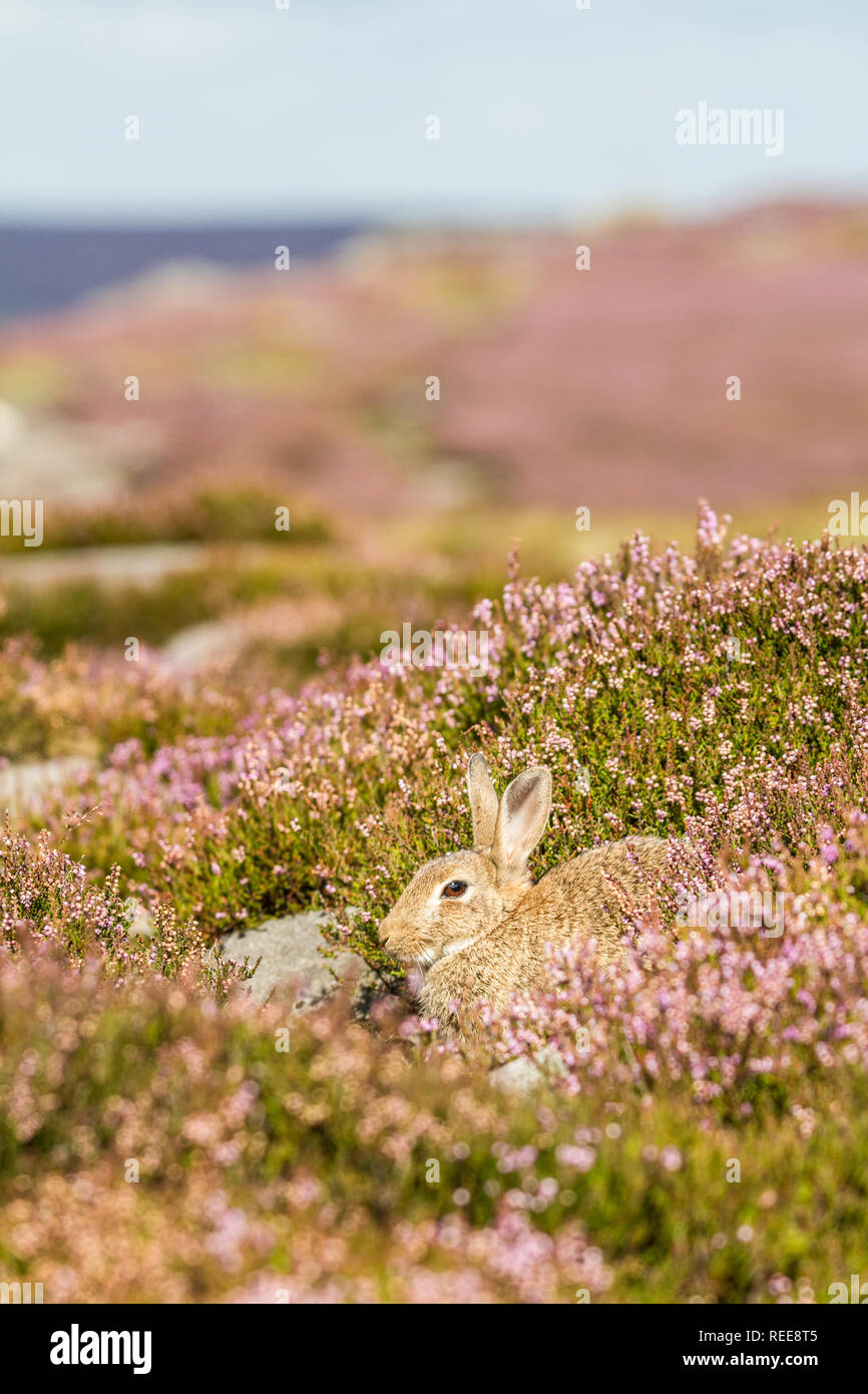 Rabbit in Heather Stock Photo - Alamy