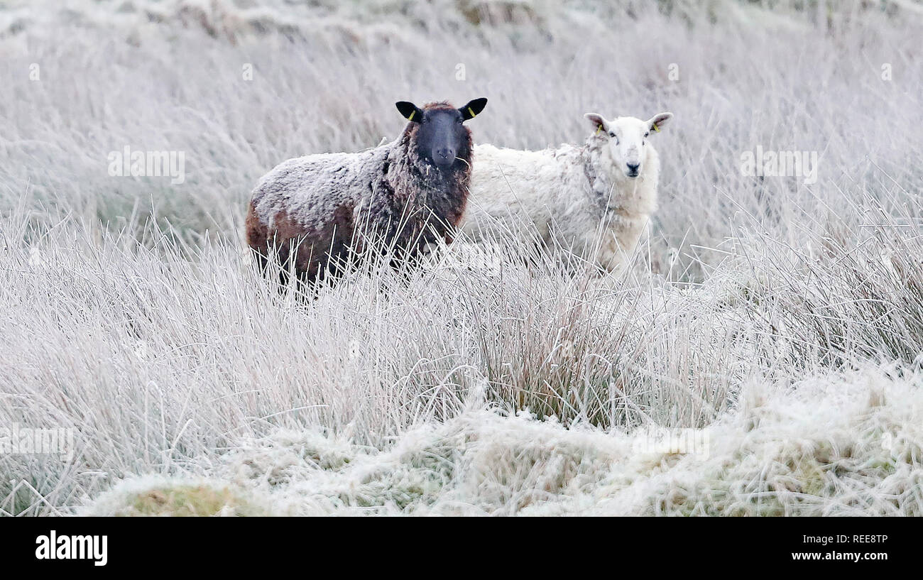Kildare ireland sheep hi-res stock photography and images - Alamy