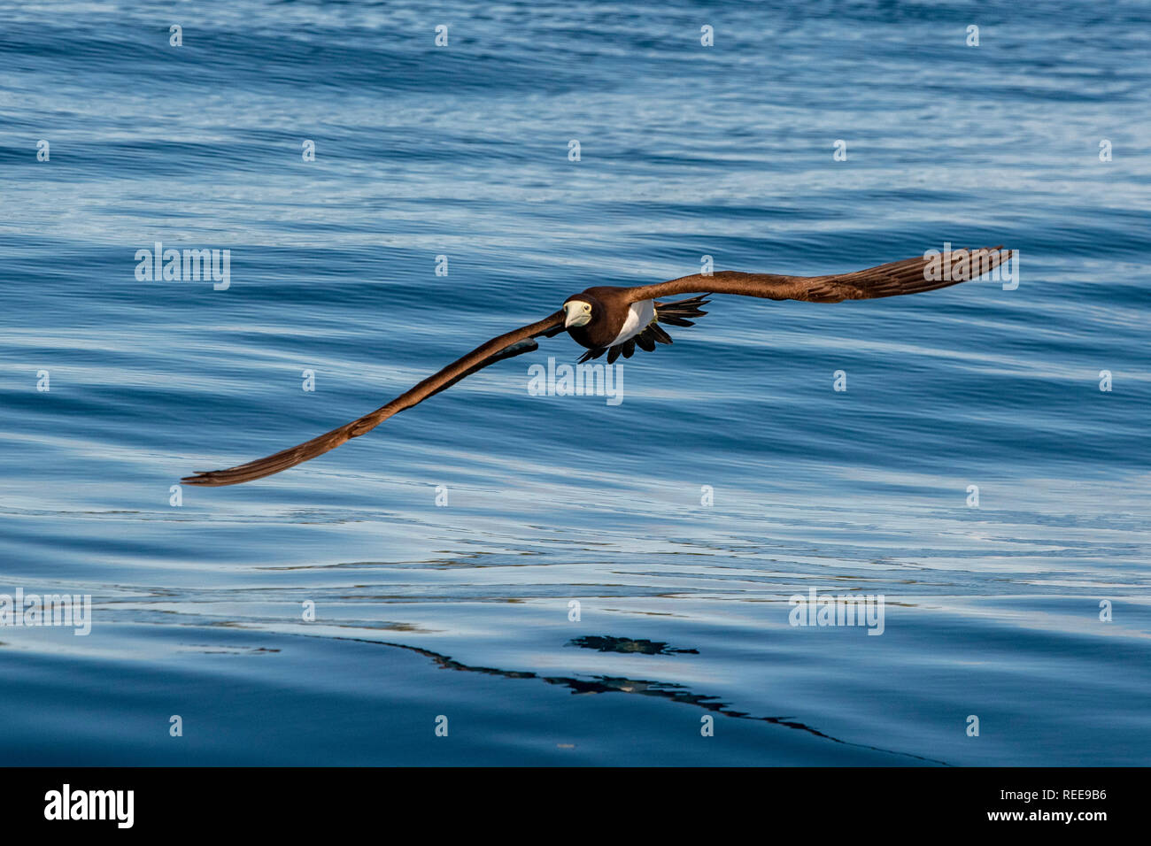 Red footed gannet hi-res stock photography and images - Alamy