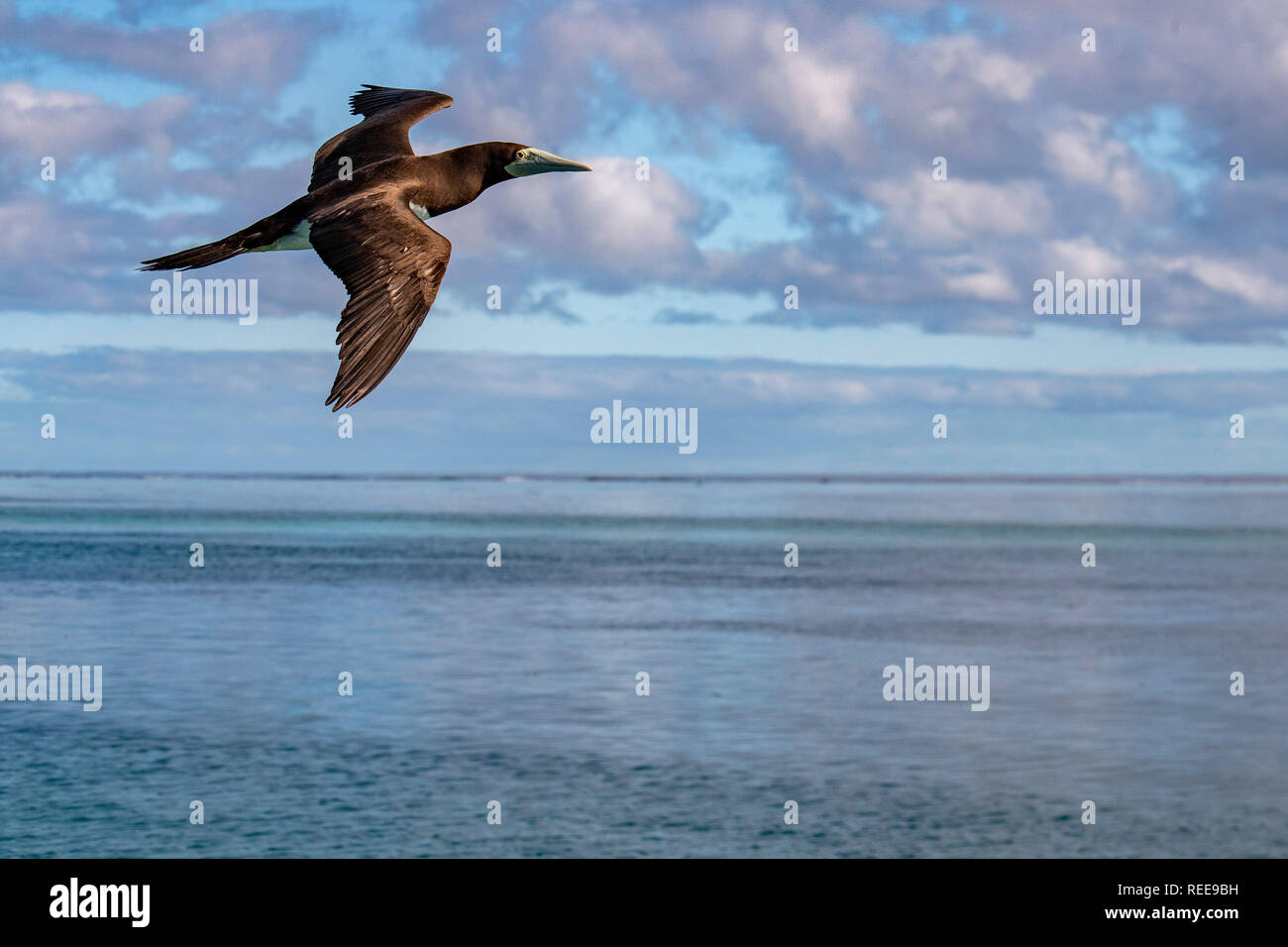 Red footed gannet hi-res stock photography and images - Alamy