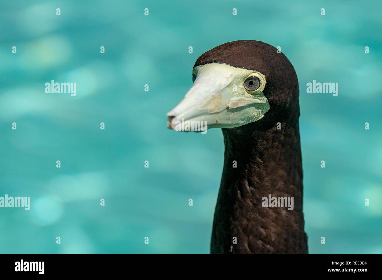 Damaged beak hi-res stock photography and images - Alamy
