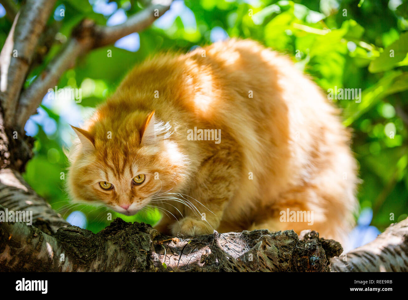 A ginger cat sitting in a tree on a branch in the sun looking down ...