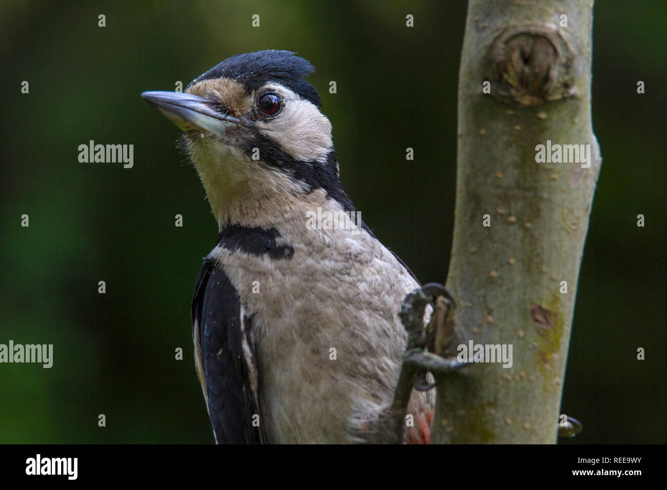 Great Spotted Woodpecker Head Stock Photo - Alamy
