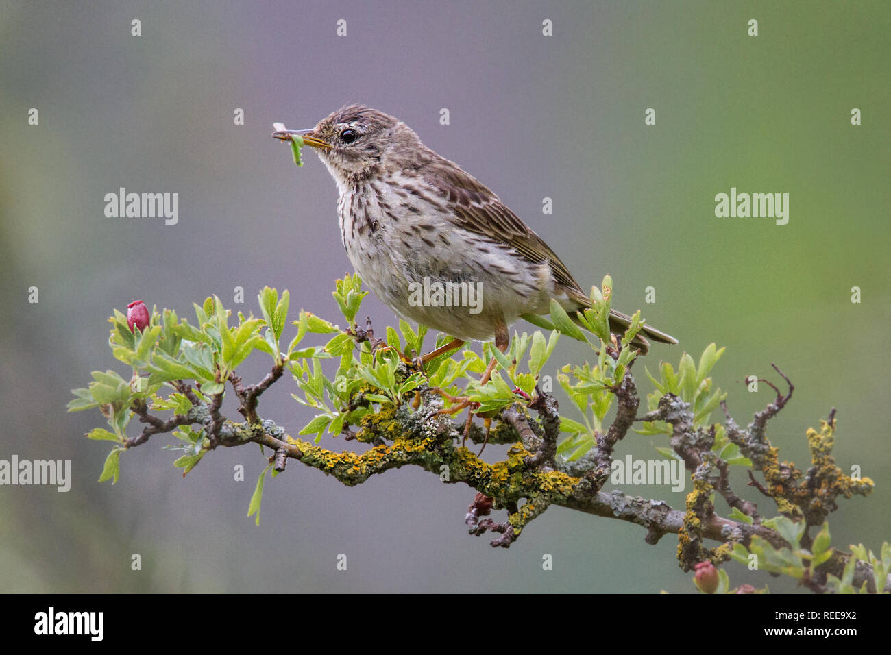 Tree pipit uk branch hi-res stock photography and images - Alamy