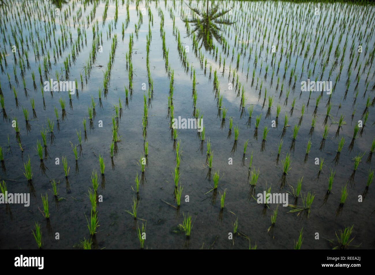 Green rice field close-up Stock Photo - Alamy