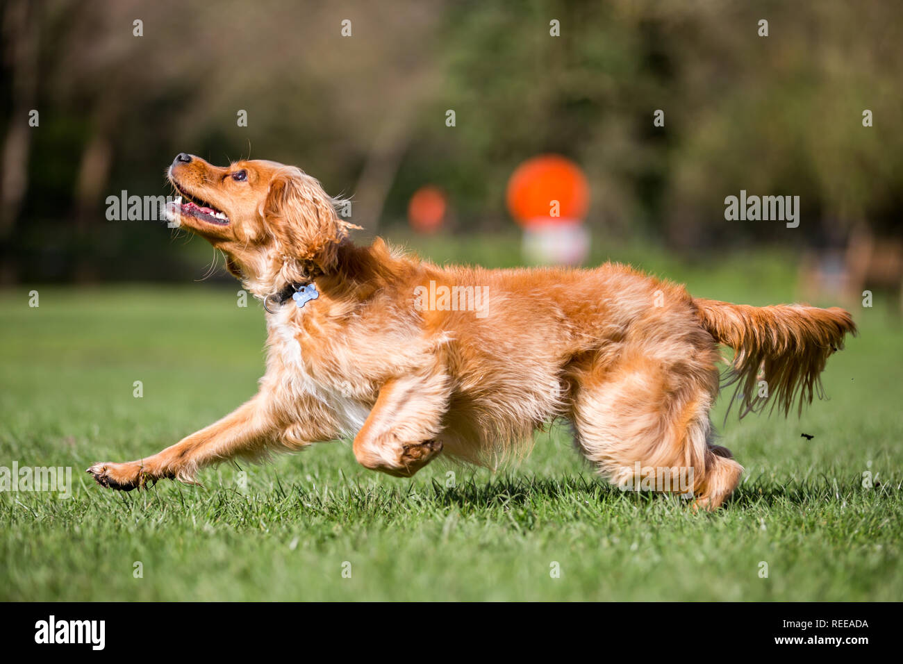 Close up Spaniel puppy chasing a ball playing in the park Stock Photo ...
