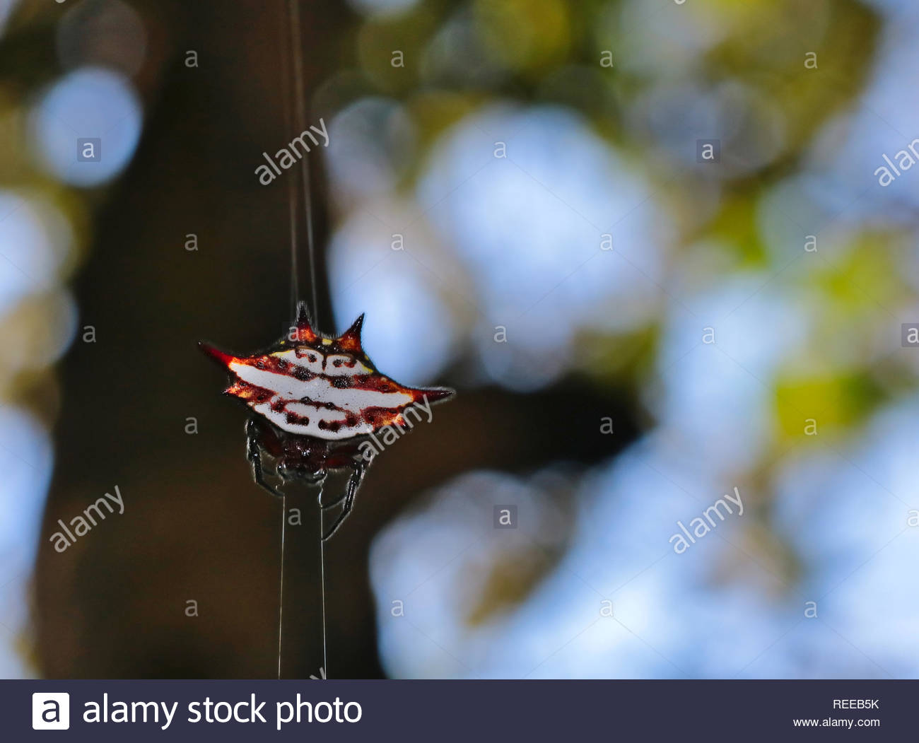 Canoneos Stock Photos & Canoneos Stock Images - Alamy